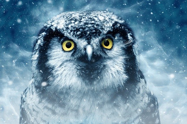 How Can Owls Rotate Their Heads 270 Degrees Without Dying? | Aid the ...