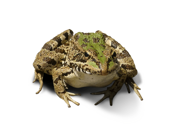 Why Do Students Dissect Frogs? | Aid the student