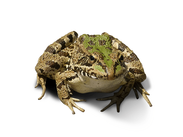 Why Do Students Dissect Frogs Aid The Student Why Do Students Dissect Frogs Aid The Student