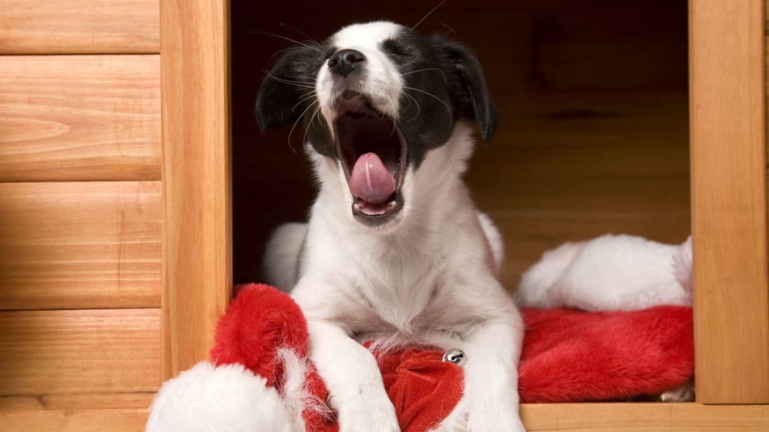 Why Do Dogs Yawn? | Aid the student